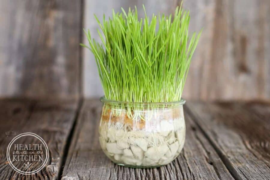 The Easiest Way to Grow Cat Grass Indoors - No Dirt Needed! – Health ...