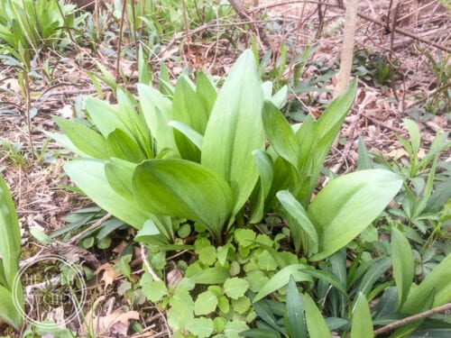 Wild Ramp Ranch Dressing Recipe – Health Starts in the Kitchen