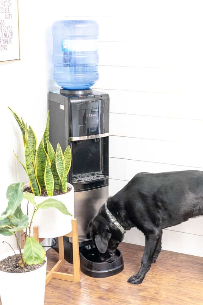 What is the Best Water for Dogs? – Health Starts in the Kitchen
